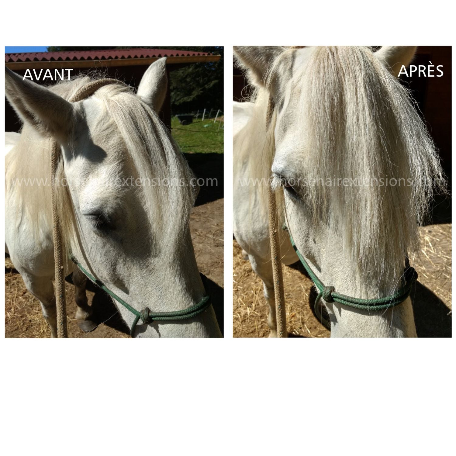 Horse hair false clip in forelock real horse hair – Horse Hair Extensions
